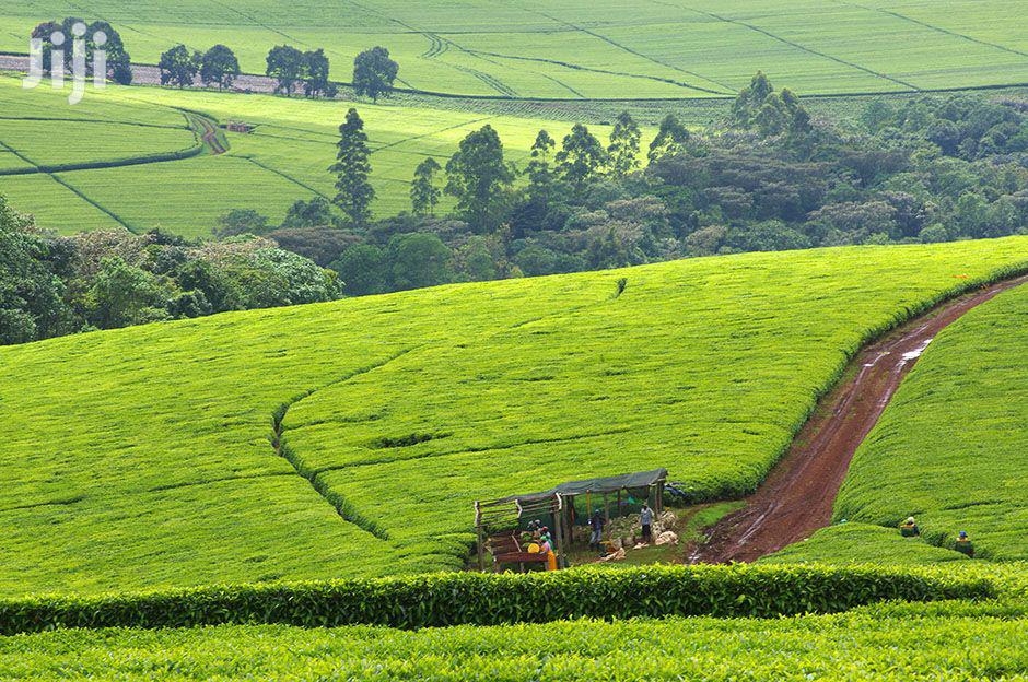 List of 10 Interesting Things to do in Bomet County - Jambo Daily