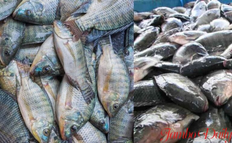 Lake VS Pond Fish; How to Tell The Difference.